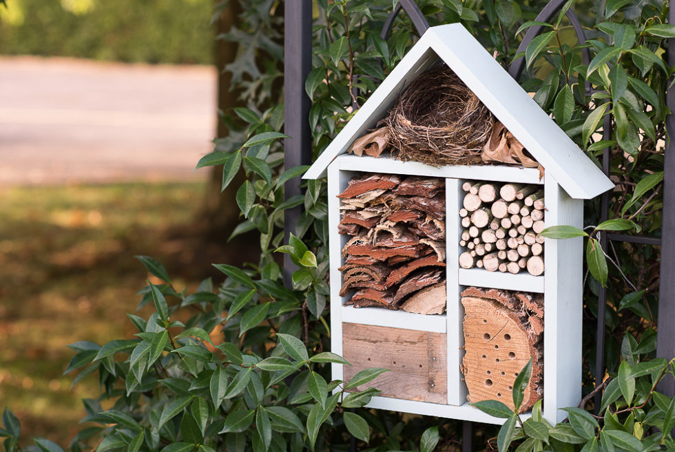 Comment fabriquer un hôtel à insectes : Guide pratique pour attirer la ...